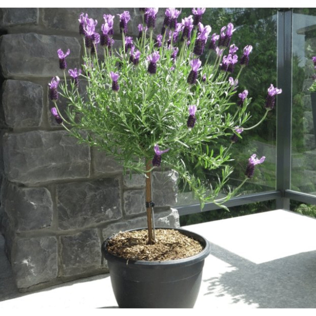 Lavande sur tige et Buisson de lavande en pot - Atelier Balsam